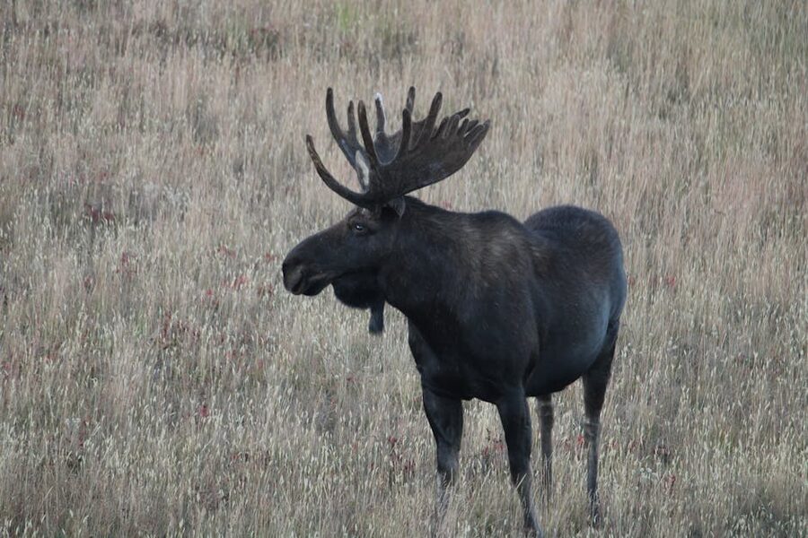 Alaska bull moose with antlers in a grassy field