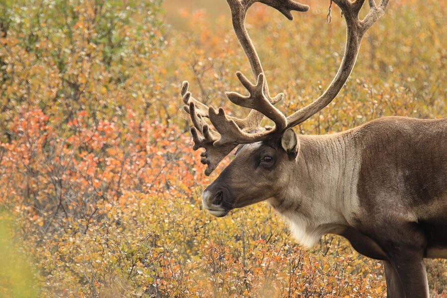Alaska caribou with antlers