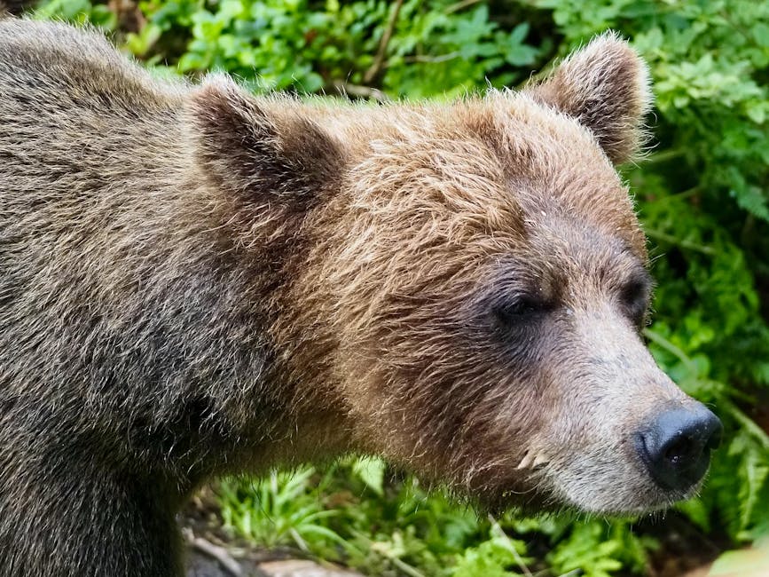 Alaska grizzly bear portrait