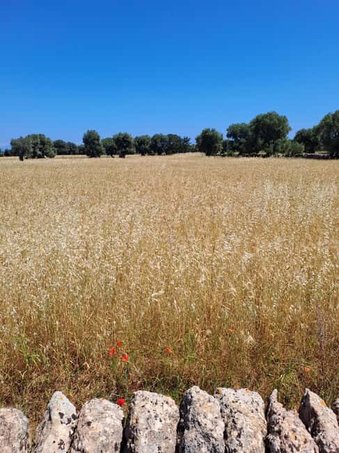 Alberobello: e-bike tour and orecchiette class - What You Get and What to Consider