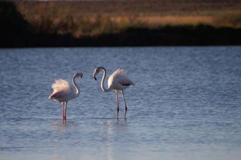 Albufeira: E-Bike tour of Nature Trails and Tradition - Who Will Enjoy This Tour?