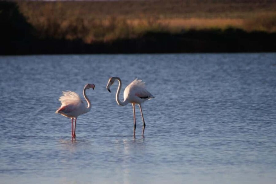 Albufeira: E-Bike tour of Nature Trails and Tradition - Who Will Enjoy This Tour?