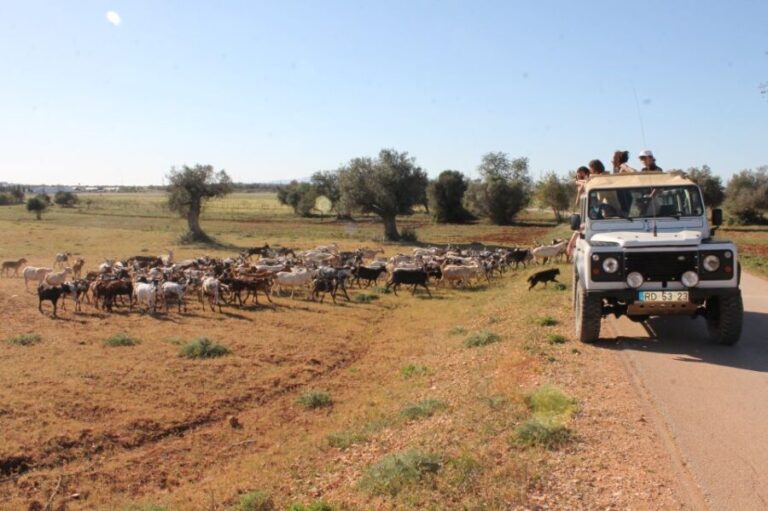 Albufeira: Jeep Safari Half-Day Countryside Tour - Why This Jeep Safari Stands Out