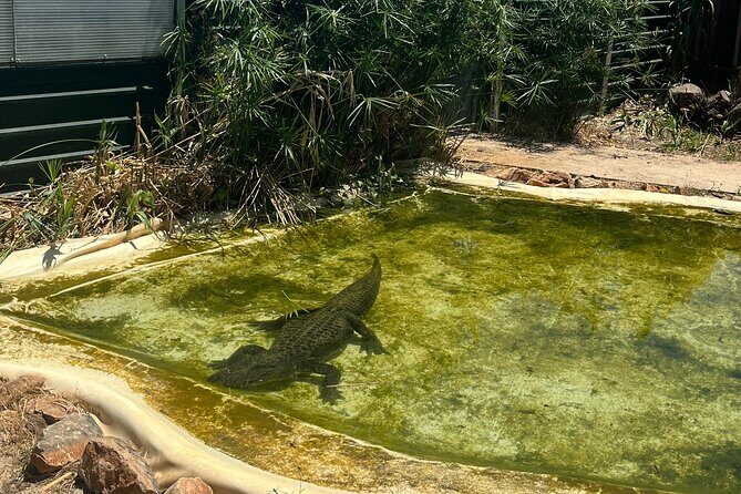 Albufeira Safari w/ Krazy World Visit, Bones & Animals - Up Close and Personal at Krazy World