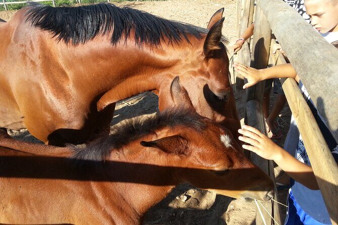 Alcamo Farm Animals and Aromatic Garden - Authentic Experiences That Make a Difference