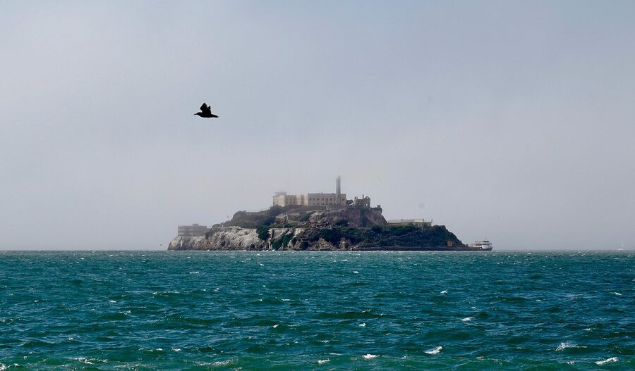 Alcatraz Island in San Francisco Bay with a seabird flying overhead