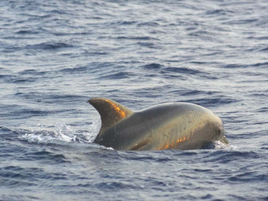 Alcudia: Dolphin Watching at Sunrise with Speedboat - Final Summary