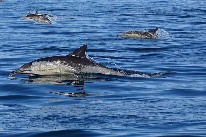 Algarve Dolphin Watching & Marine Life Eco Tour - The Full Experience: What to Expect on the Algarve Dolphin Watching & Marine Life Eco Tour