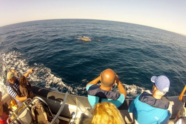 Algarve Dolphin Watching & Marine Life Eco Tour - The Practicalities: What You Need to Know