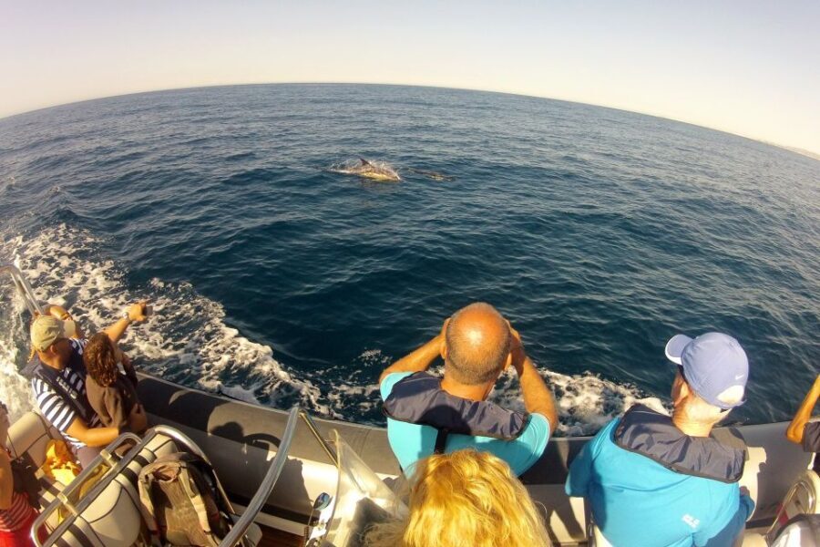 Algarve Dolphin Watching & Marine Life Eco Tour - The Practicalities: What You Need to Know