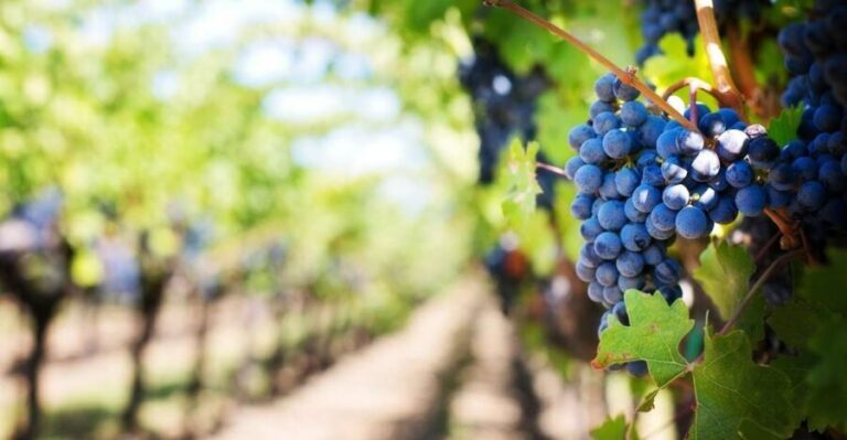 Algarve: Landscapes, Pottery, and Winery Tour - The Sum Up