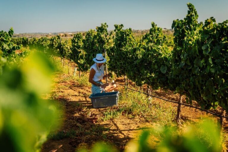 Algarve: Vineyard Tour & Premium Wine Tasting in Silves - Visiting the Cellar and Barrel Room