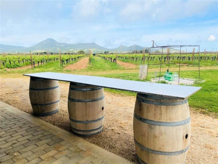 Alghero: wine tasting w/ local aperitif in the vineyard - Who Should Consider This Tour?