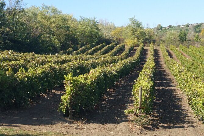 Alicante: Historic Winery (1707), 3 Wine Tasting & Transfer - Real Experiences from Travelers