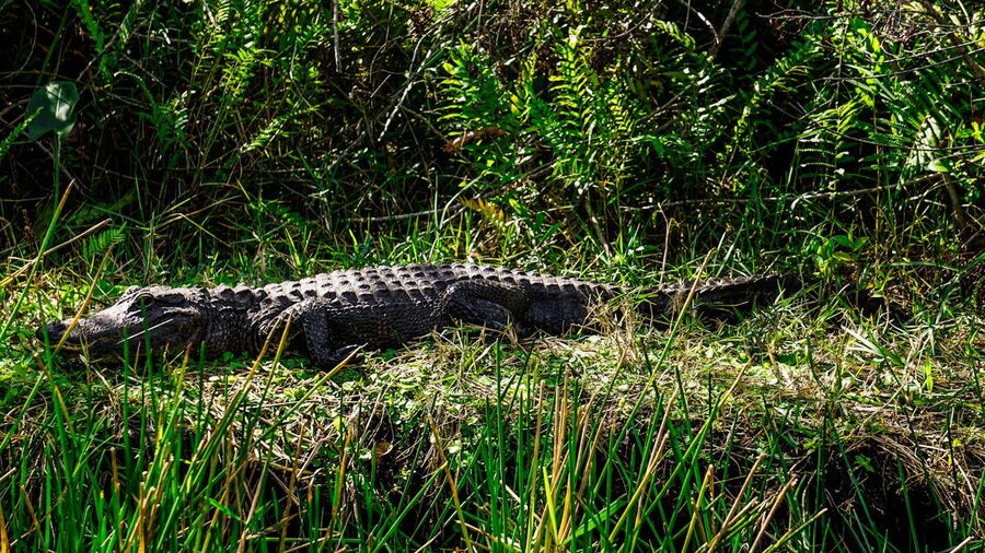 American alligator basking in Florida wetlands
