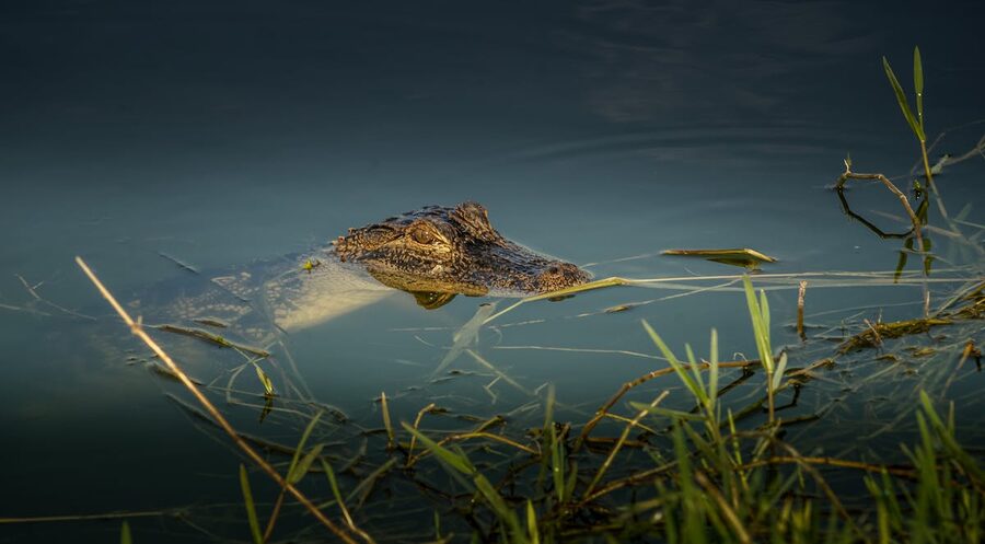 Alligator emerging from water surrounded by grass in wetland habitat