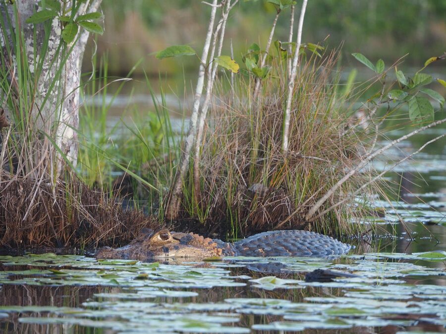 Alligator resting in a lush wetland surrounded by green vegetation