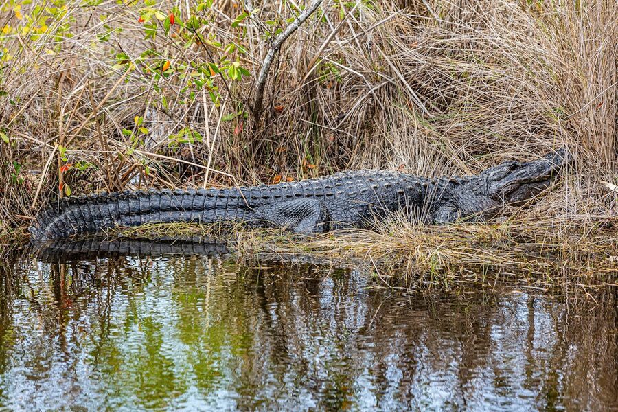 American alligator resting by water in Naples Florida wetland
