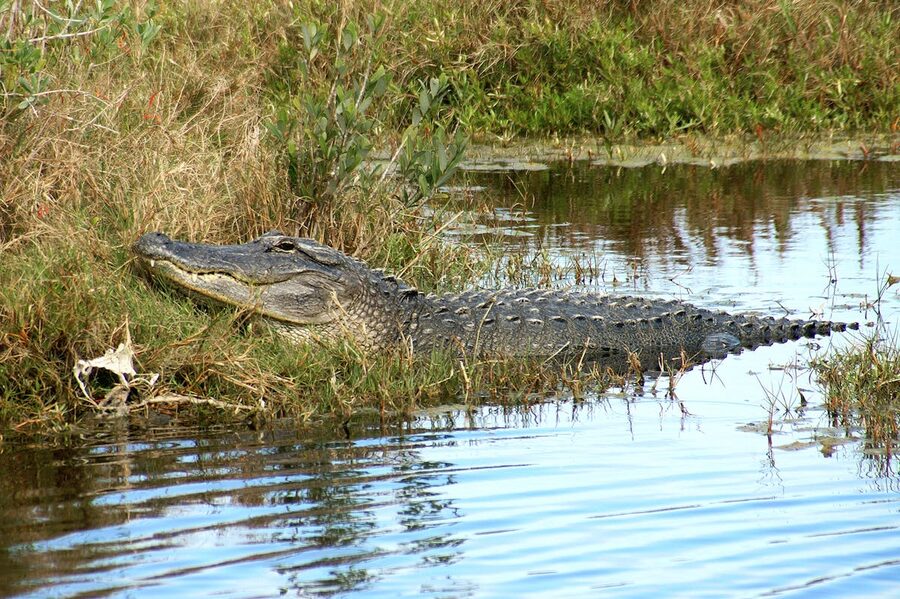 American alligator resting near water in wetlands natural habitat