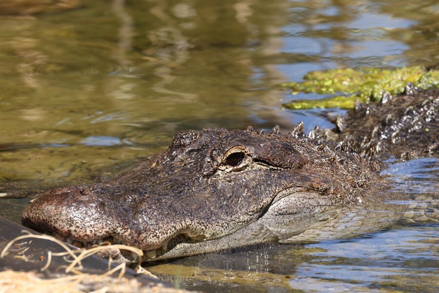 Detailed close-up of a wild alligator resting in water