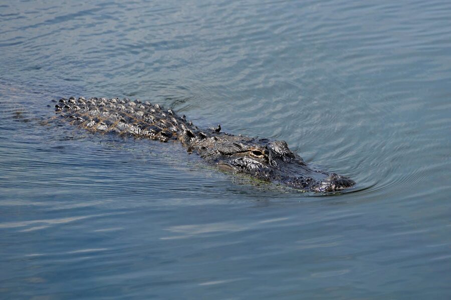 American alligator swimming calmly in open water showing scales