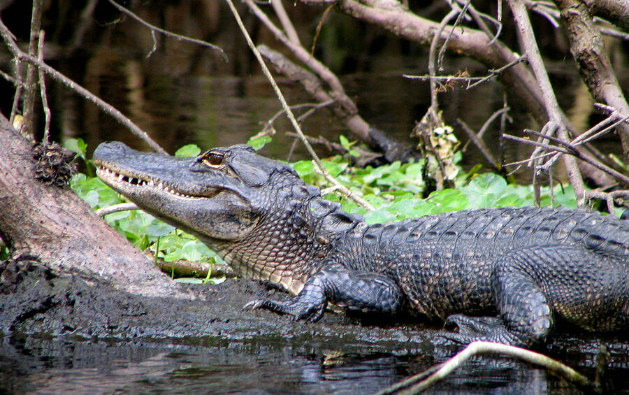 Alligator sunning on the bank of the Wekiwa Springs Run in Florida