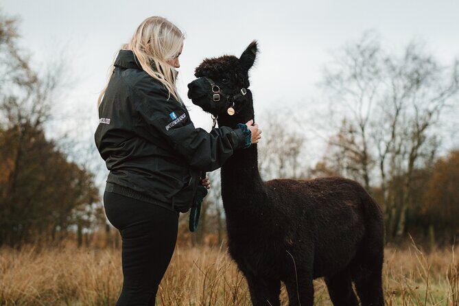Alpaca & Donkey Trekking Experience at Wetley Moor Common - Why We Think It Offers Great Value