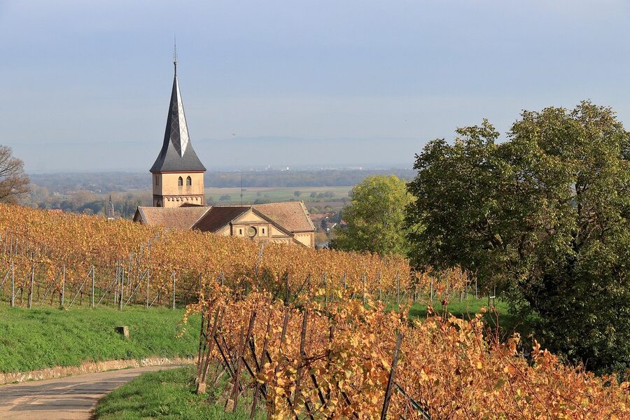 Alsace church and vineyard in fall foliage