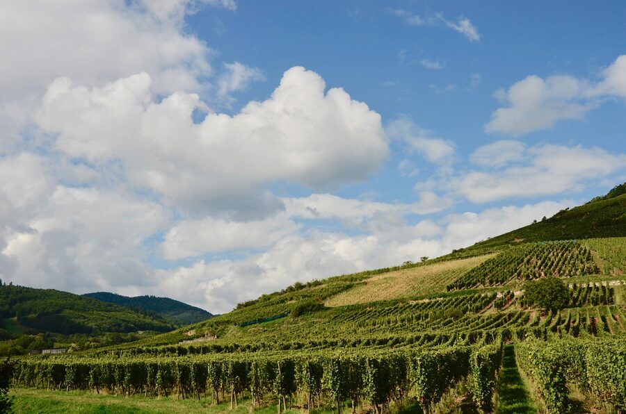 Alsace vineyard panorama with vines under clouds France