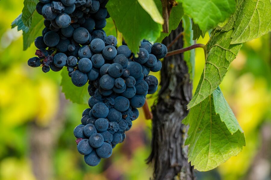 Pinot Noir grapes Alsace harvest