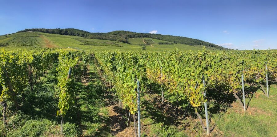 Riquewihr vineyard panorama summer Alsace France