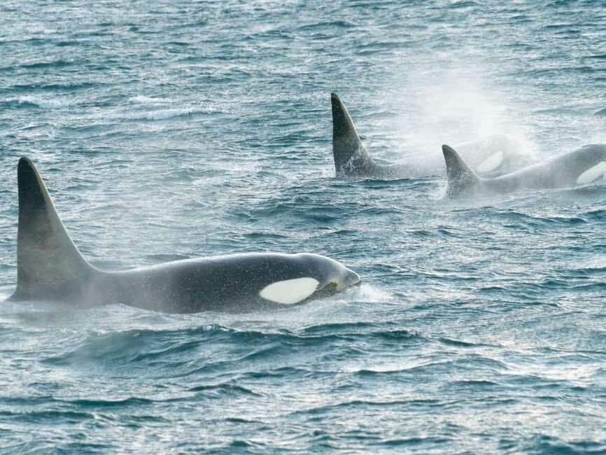 Alta: 3.5 Hour Fjord & Whale Watching Cruise - Considerations and Practical Details