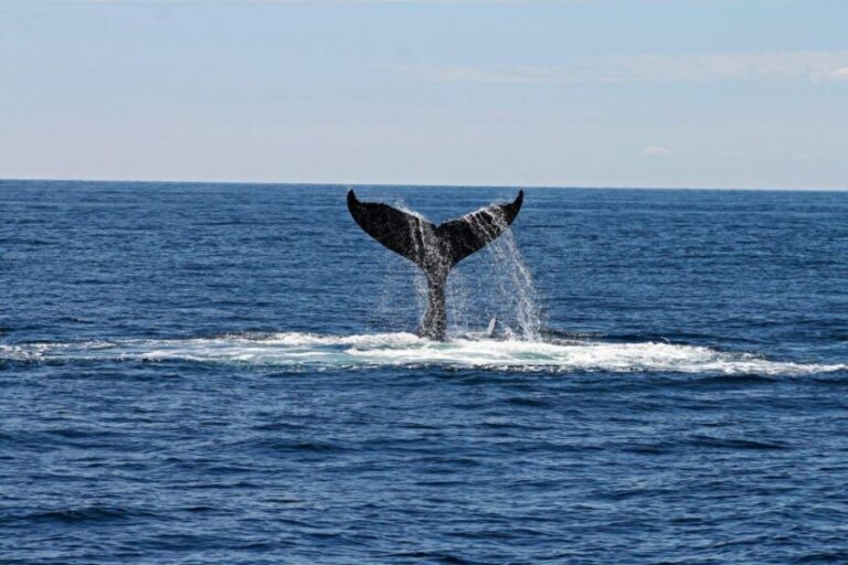 Alta: Alta Fjord Whale Watching Tour - Frequently Asked Questions (FAQs)