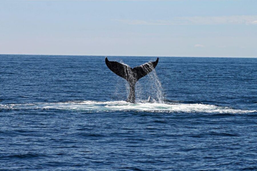 Alta: Alta Fjord Whale Watching Tour - Frequently Asked Questions (FAQs)