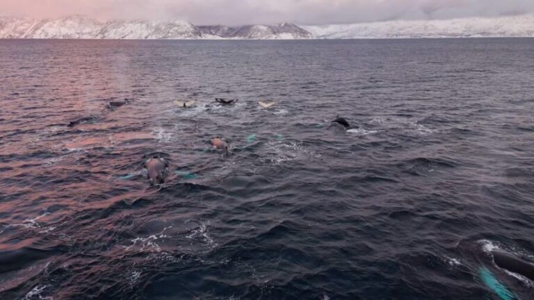 Alta: Altafjord Whale Watching in a Heated Boat - The Experience of Wildlife Sightings and Scenic Views