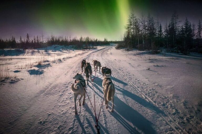 Alta: Dog Sledding Trip under the Northern Lights - Practical Details and What to Know Before Booking