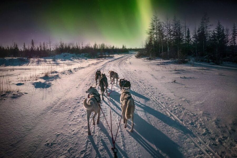 Alta: Dog Sledding Trip under the Northern Lights - Practical Details and What to Know Before Booking