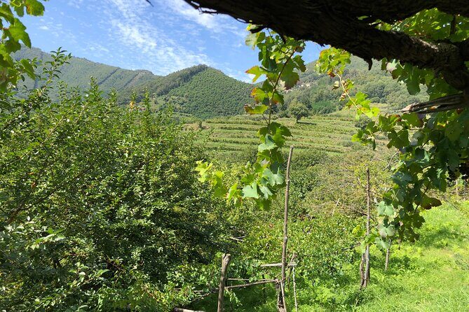 Amalfi coast private tour with Amalfi Ravello and Wine Tour from Positano - FAQ