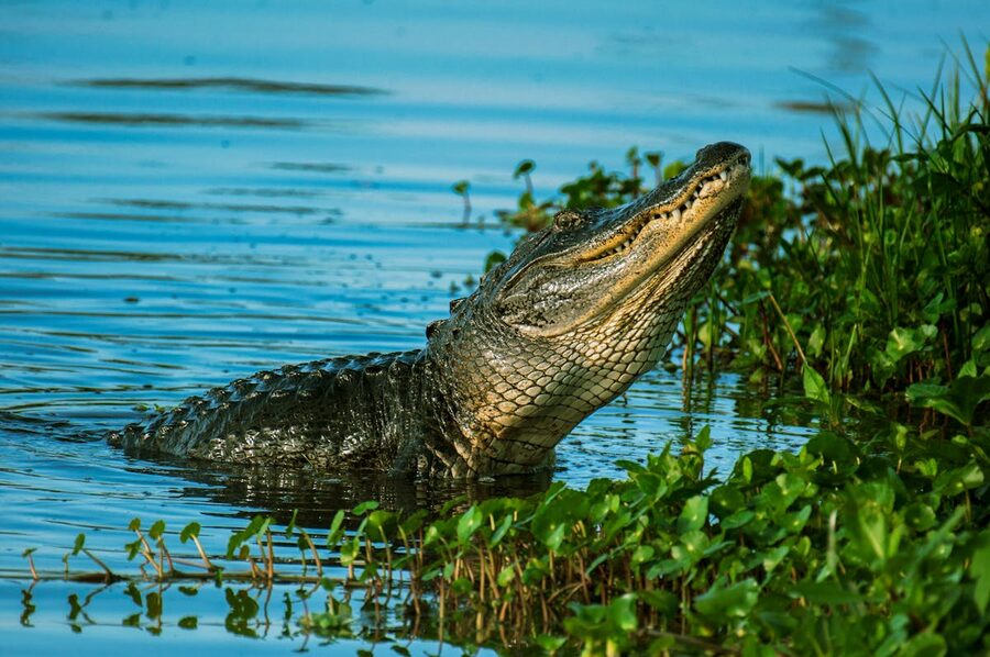 Close-up of an American alligator emerging from water in wetlands