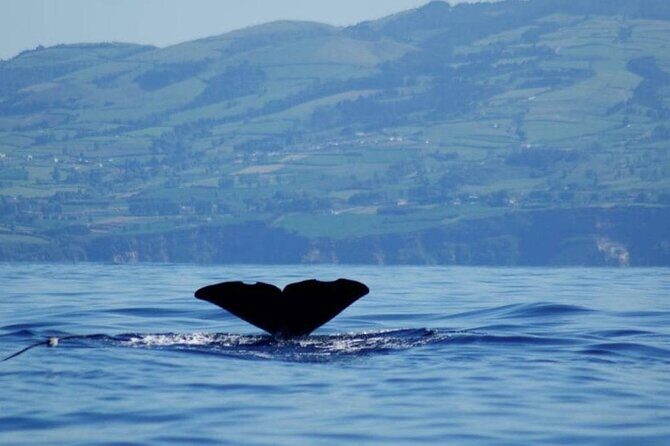 Among Whales Dolphins and Volcanoes Full Day Tour With Lunch - Authentic Experiences As Reported by Travelers