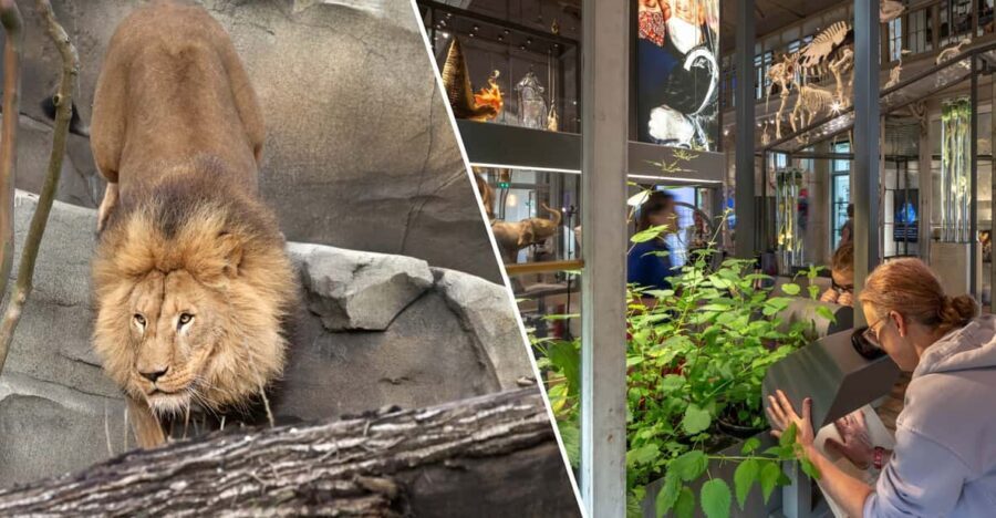 Amsterdam: ARTIS Royal Zoo and ARTIS Groote Museum Ticket - Combining the Experience: Is It Worth It?