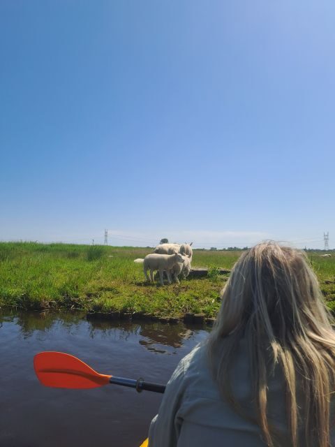 Amsterdam: Countryside Bike and Kayak Guided Tour - What Makes This Tour Stand Out