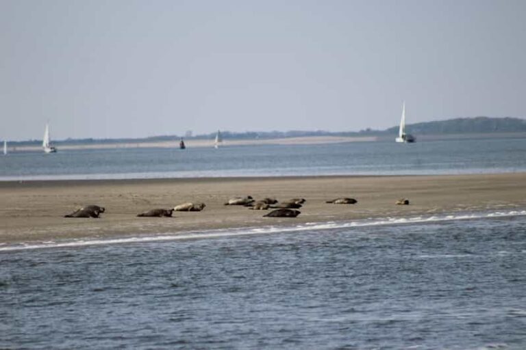 Amsterdam: Seal Safari at Waddensea UNESCO Site - The Itinerary Breakdown: What to Expect