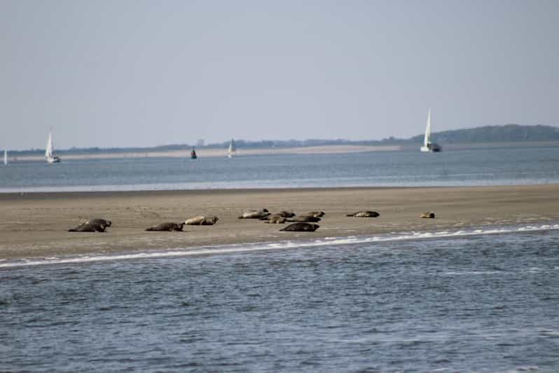Amsterdam: Seal Safari at Waddensea UNESCO Site - The Itinerary Breakdown: What to Expect