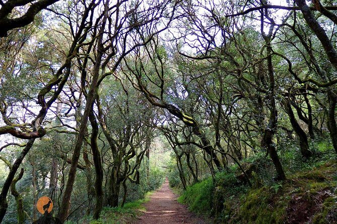 An adventure through the Forest and Palace of Bussaco - Coimbra - The Experience from the Reviewers’ Perspective