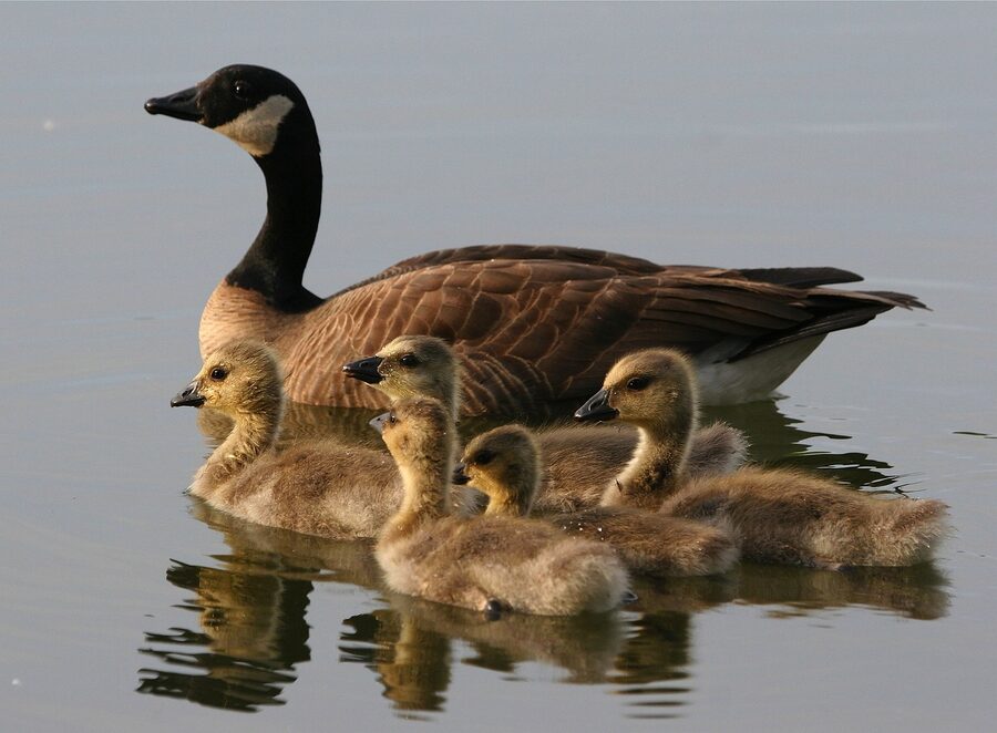 Ducks and geese on a lake in Anchorage Alaska