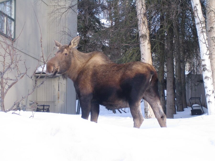 Moose standing in an Anchorage residential neighborhood