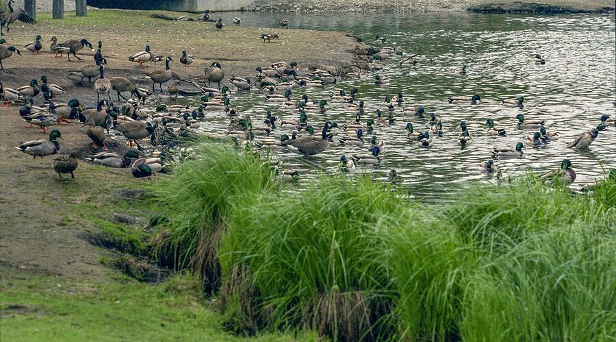 Westchester Lagoon with birds and downtown Anchorage visible