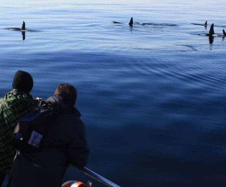 Andenes: Responsible Whale Watching with Classic Catamaran - Real Traveler Perspectives