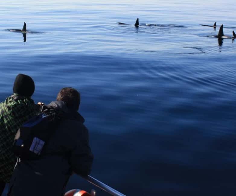 Andenes: Responsible Whale Watching with Classic Catamaran - Real Traveler Perspectives